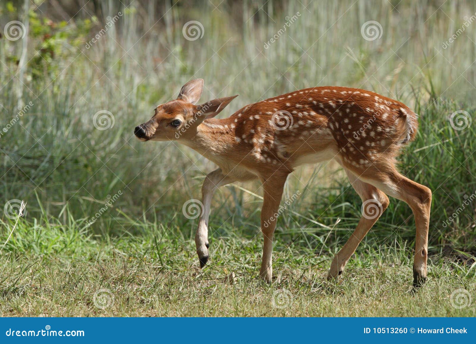 Whitetail Fawn In The Weeds Royalty-Free Stock Photography ...