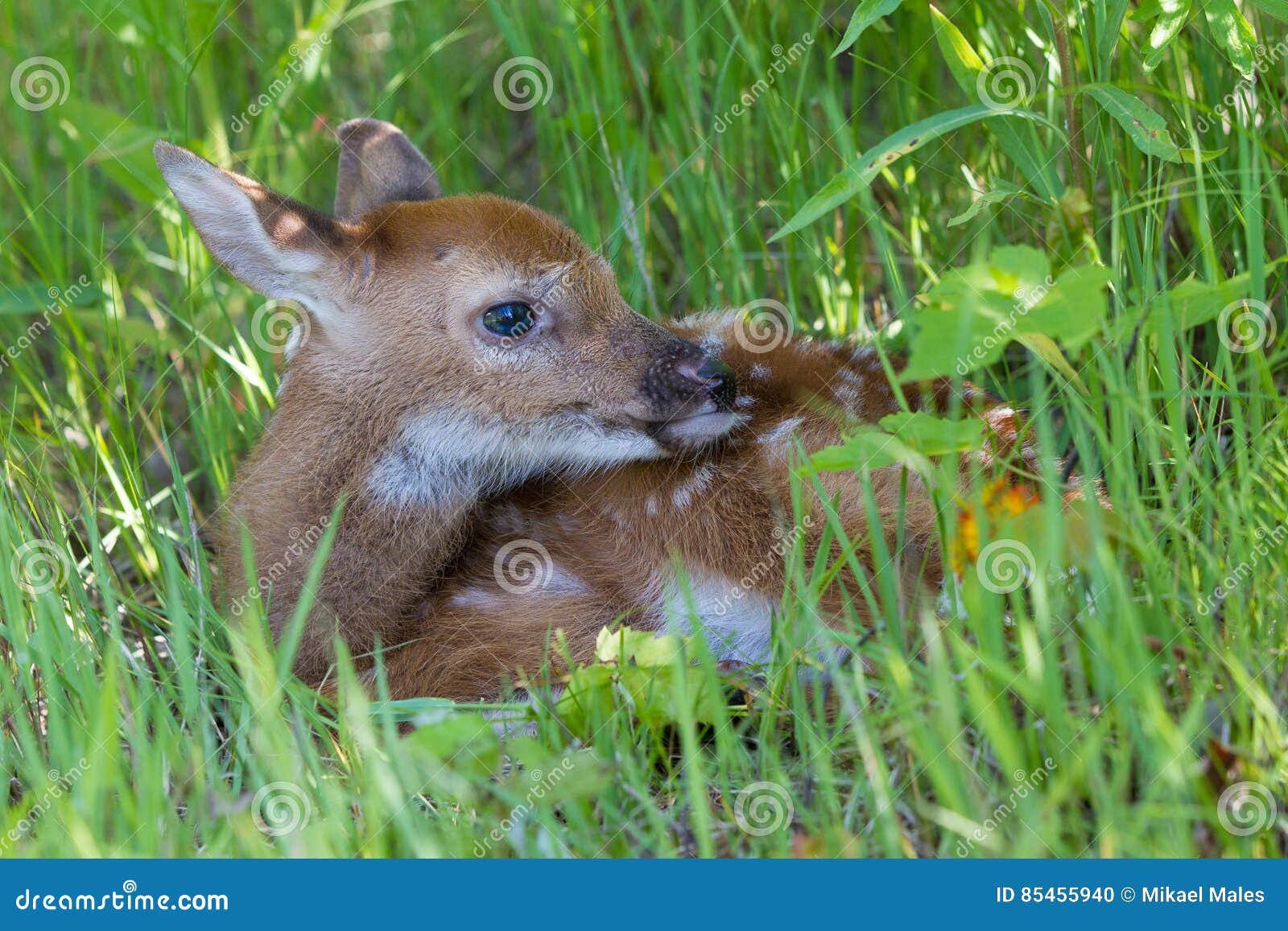 Whitetail Fawn Hiding in Grass with Head Up Stock Photo - Image of head ...