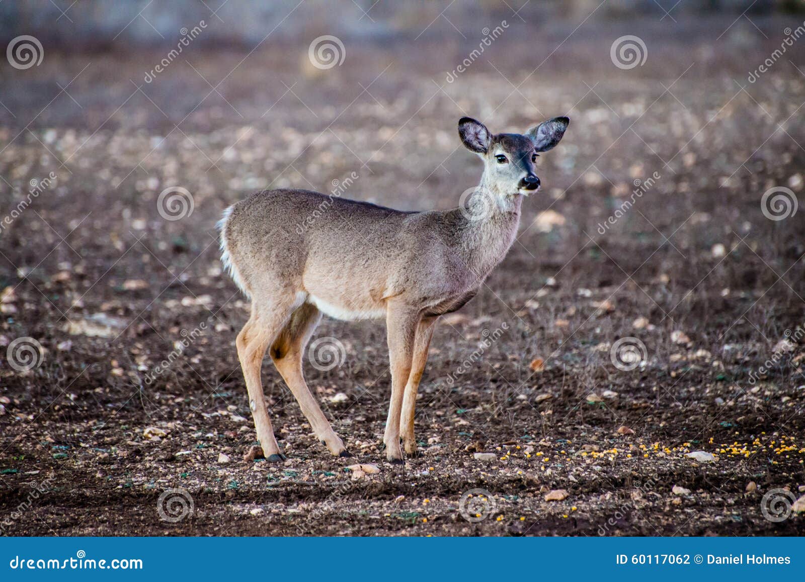Whitetail Fawn Hiding In Grass Stock Photo | CartoonDealer.com #85455906