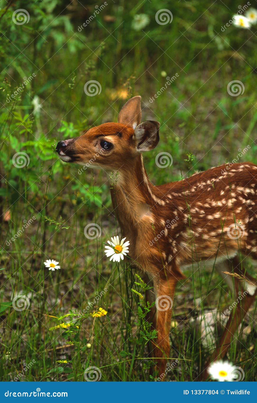 Whitetail Fawn Hiding In Grass Stock Photo | CartoonDealer.com #85455906