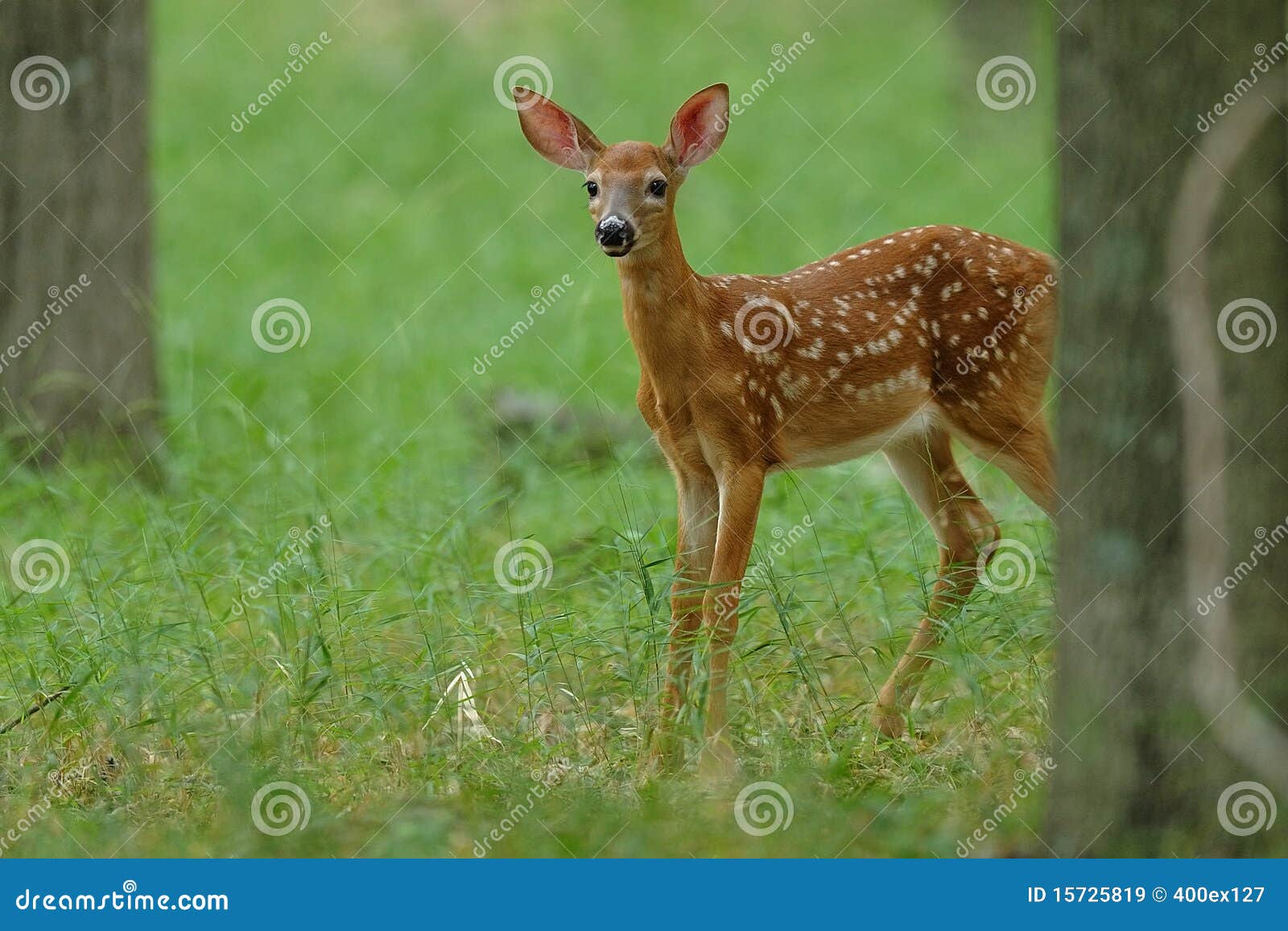 Whitetail Fawn stare stock image. Image of sportsmen - 15725819