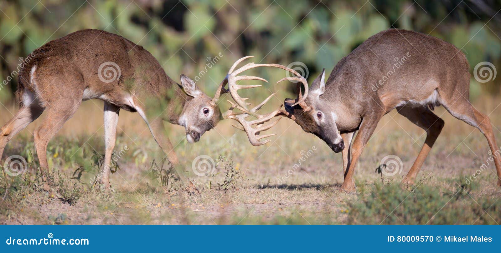 Big Whitetail Bucks Fighting