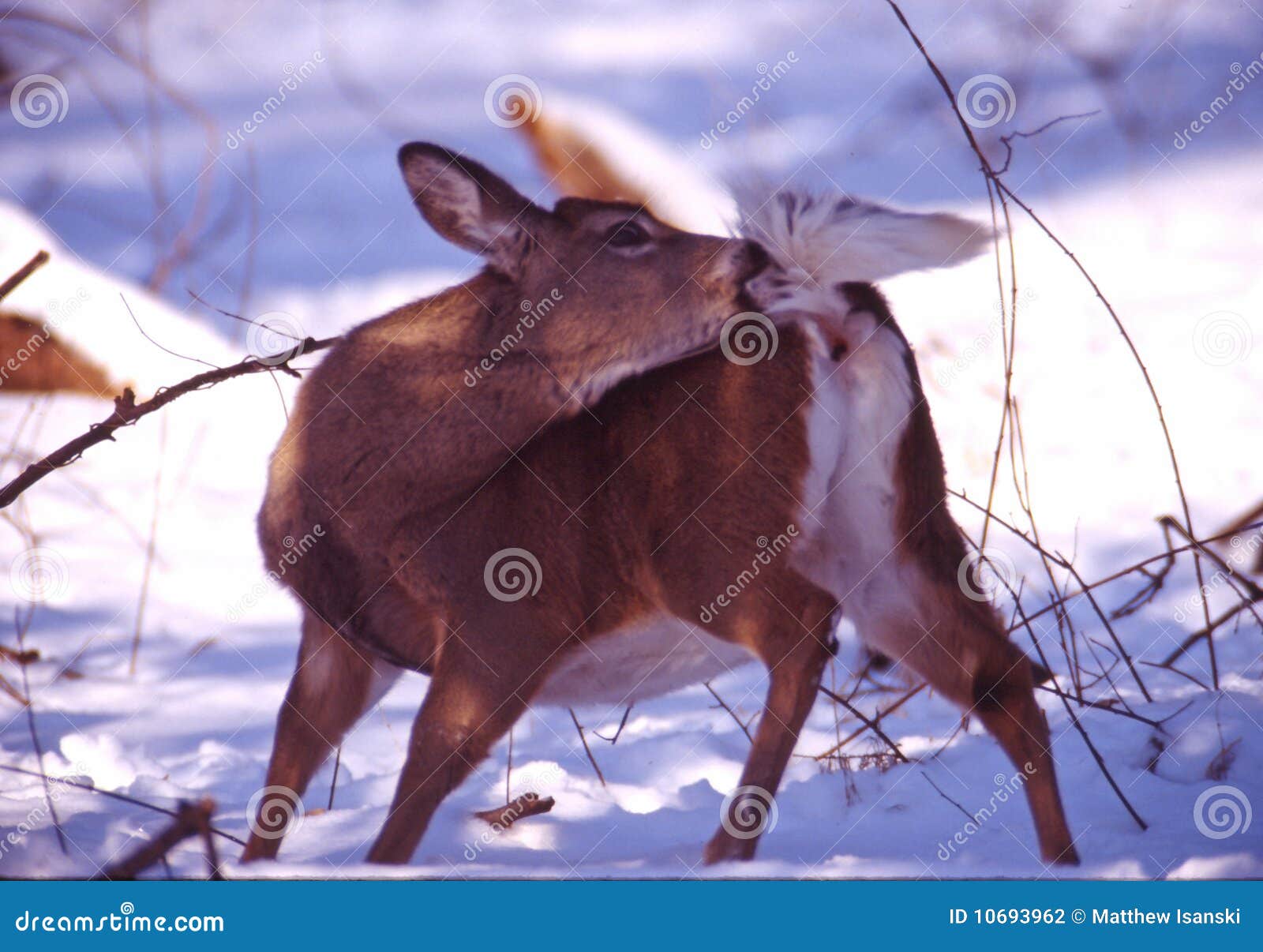 Whitetail portrait stock photo. Image of whitetail, deer - 10693962