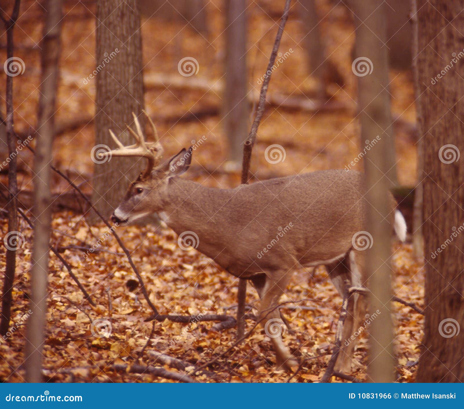 Whitetail portrait stock photo. Image of whitetail, full - 10831966