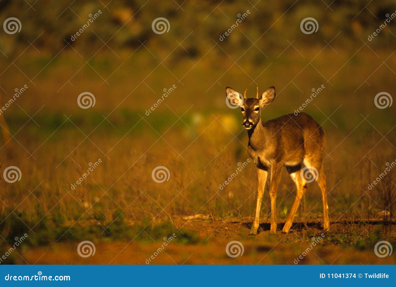Whitetail Spike Buck in Early Morning Stock Photo - Image of buck ...