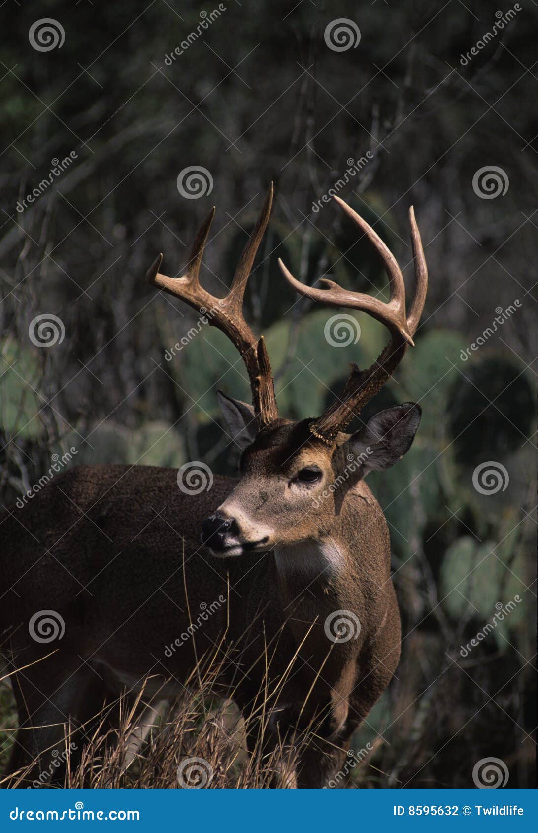 Whitetailed Buck Portrait stock photo. Image of nature - 8595632