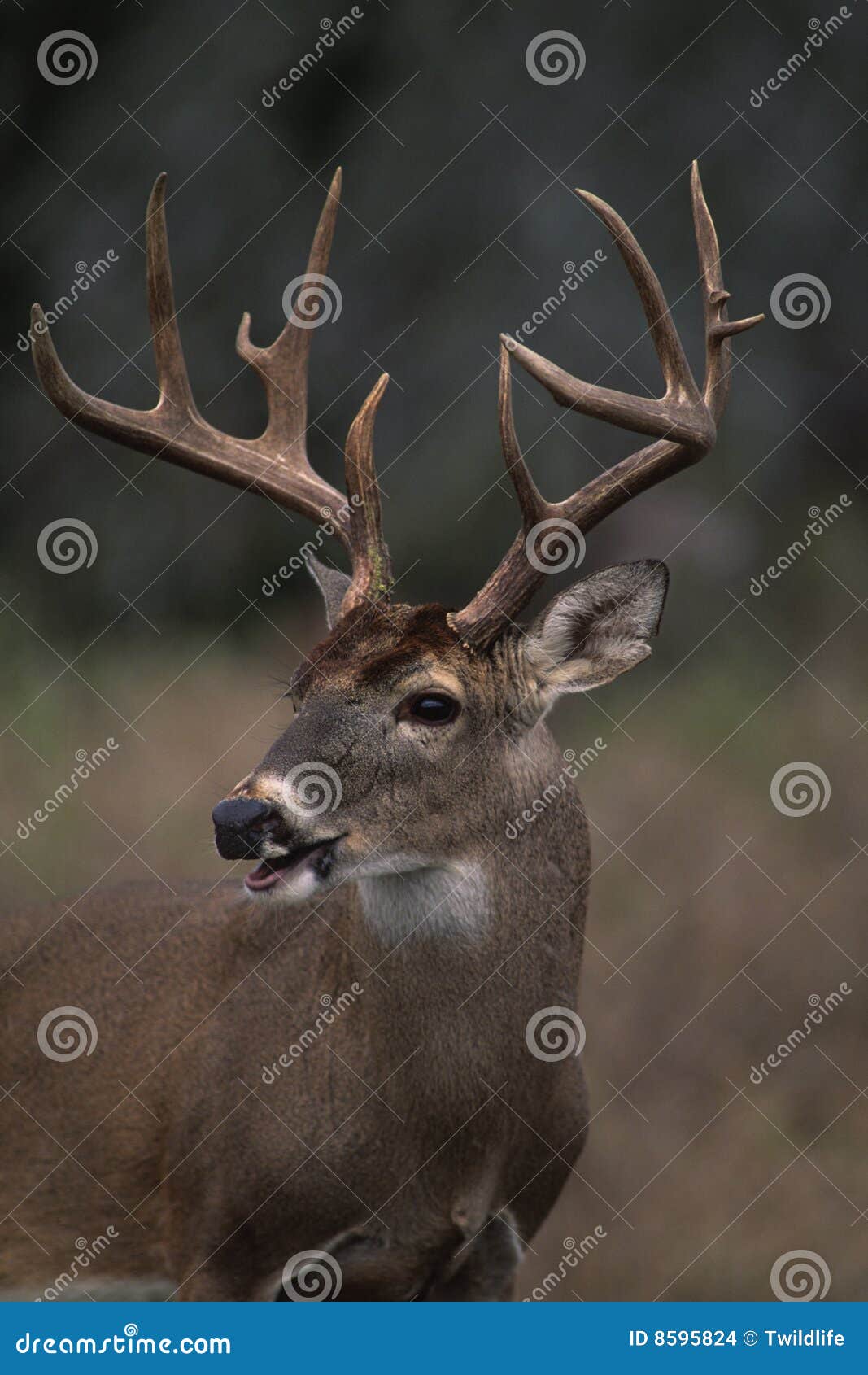 Whitetailed Buck Portrait stock photo. Image of antler - 8595824