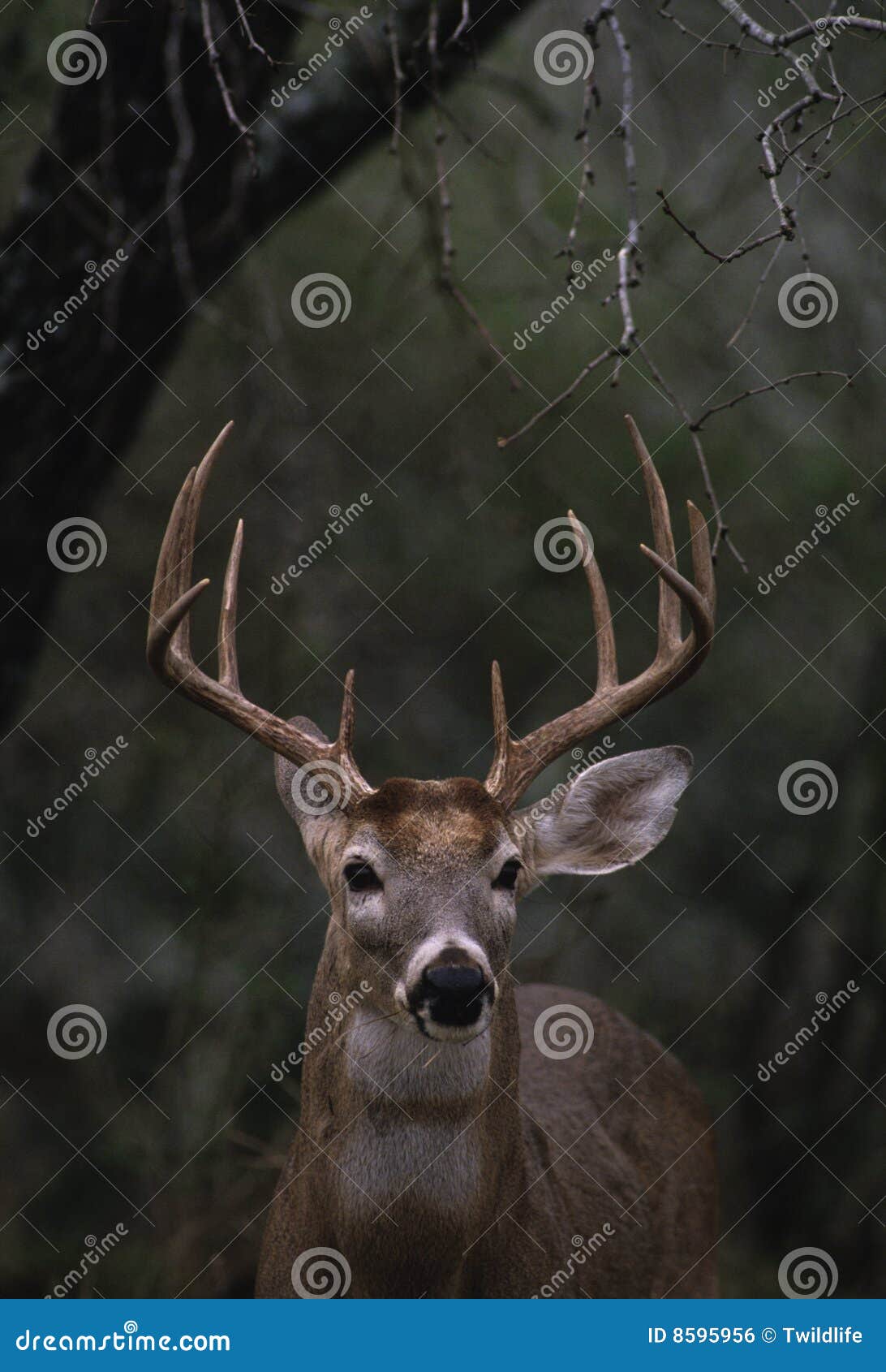 Whitetailed Buck Portrait stock photo. Image of forest - 8595956