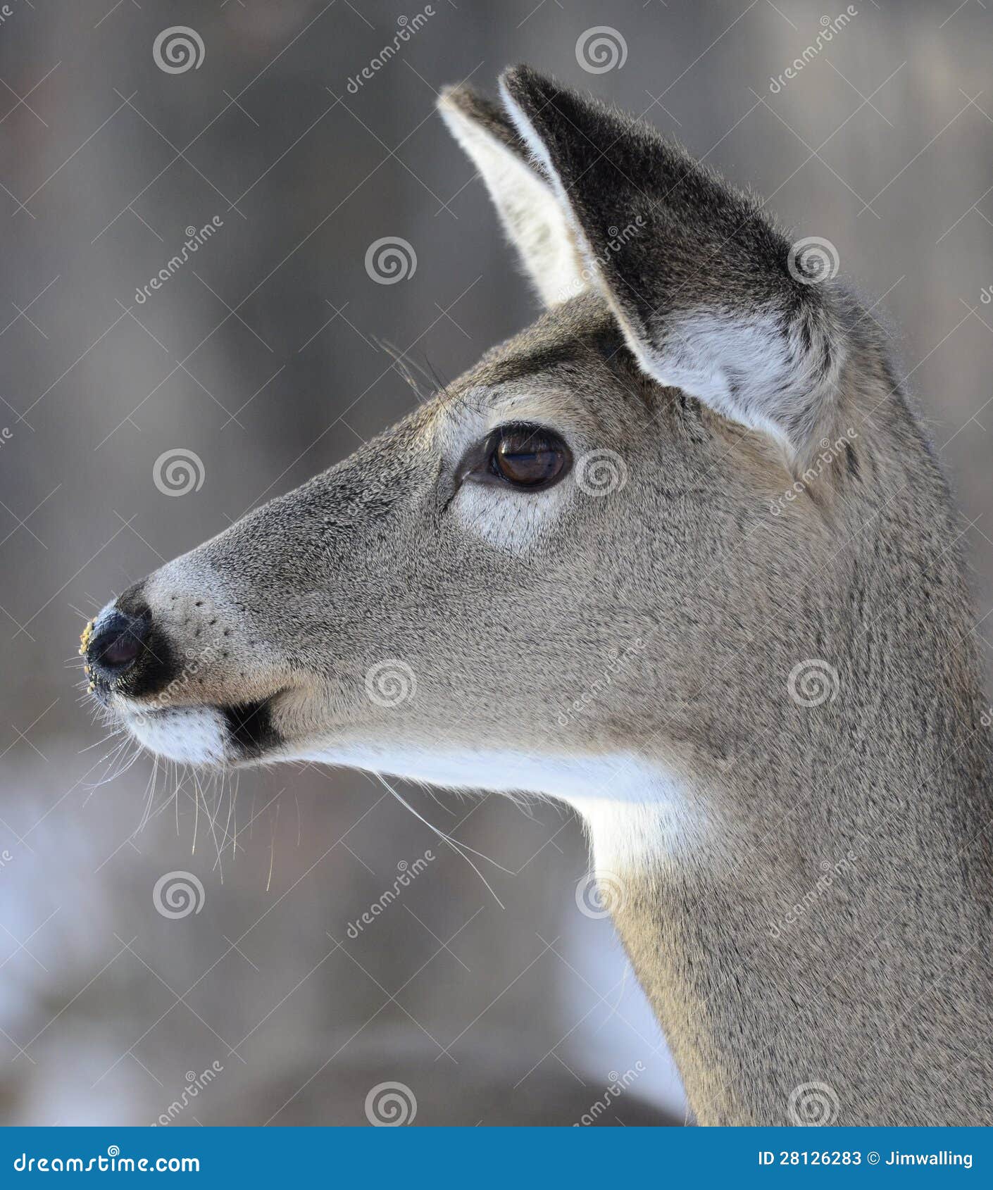 Whitetailed Deer Close up stock image. Image of forest - 28126283