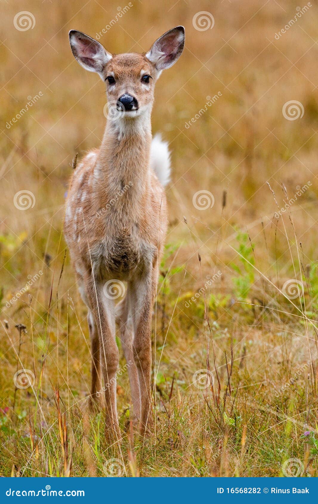 Whitetailed Deer Fawn stock photo. Image of young, fawn - 16568282