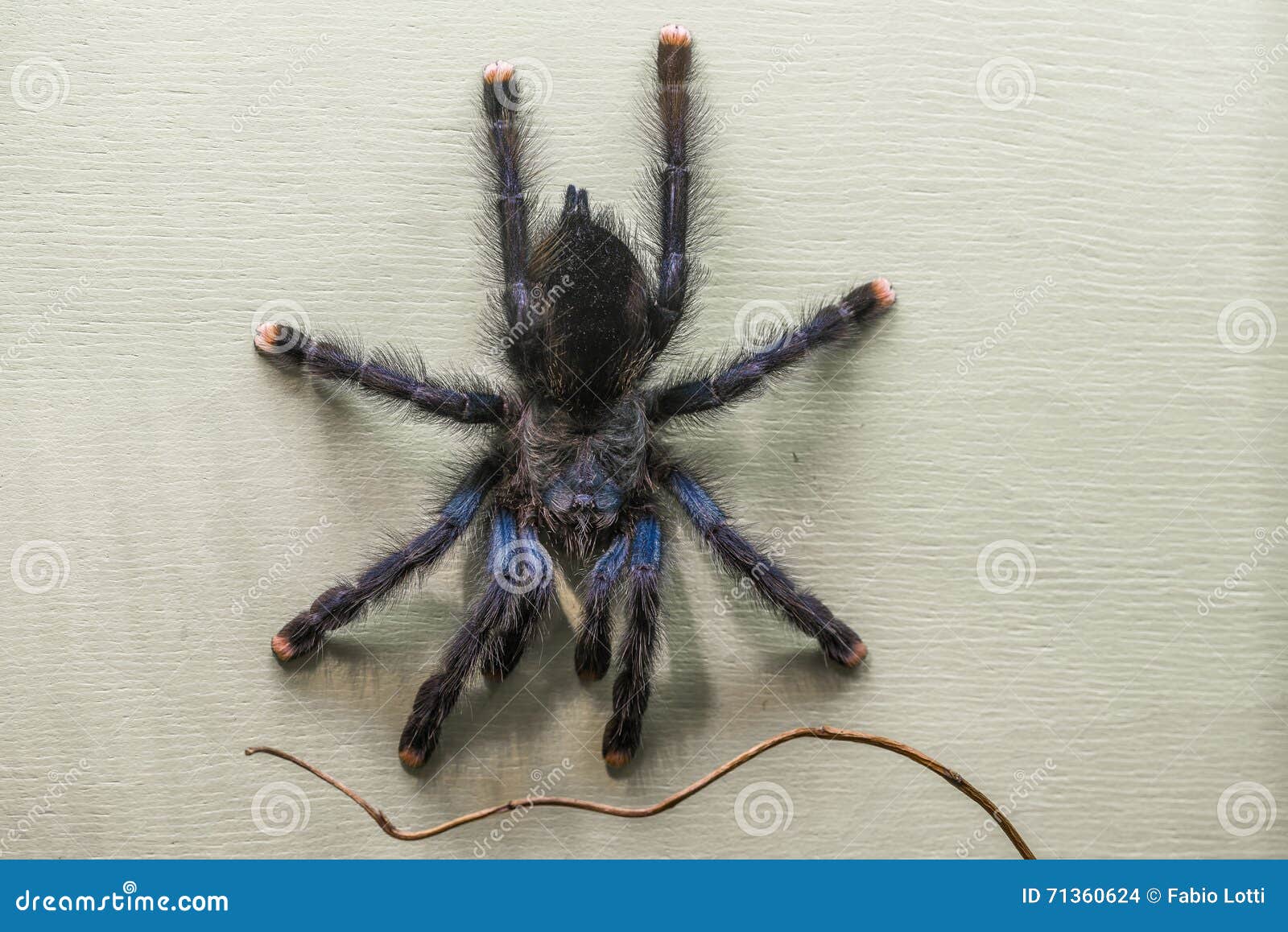 Whitetoe Tarantula stock photo. Image of whitetoe, venomous - 71360624