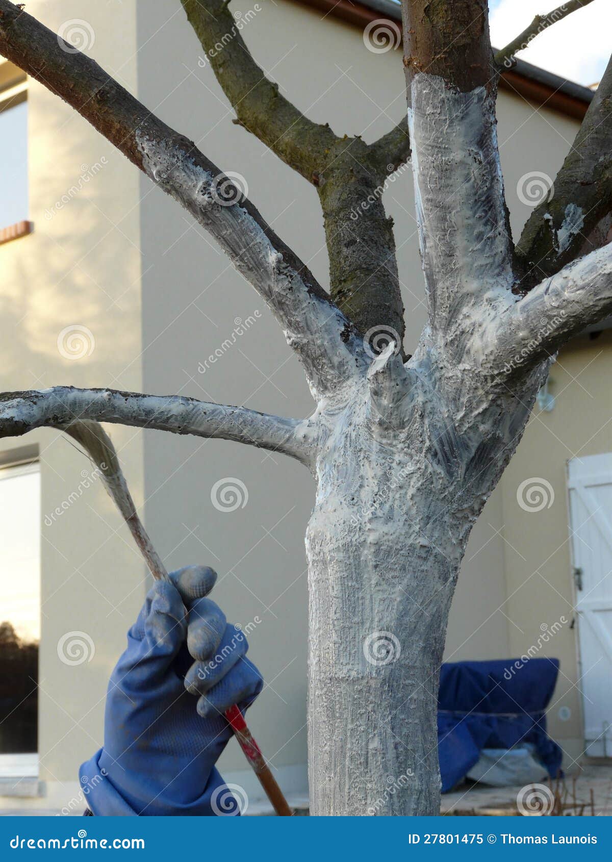 Whitewash stock image. Image of nature, gardening, trees - 27801475