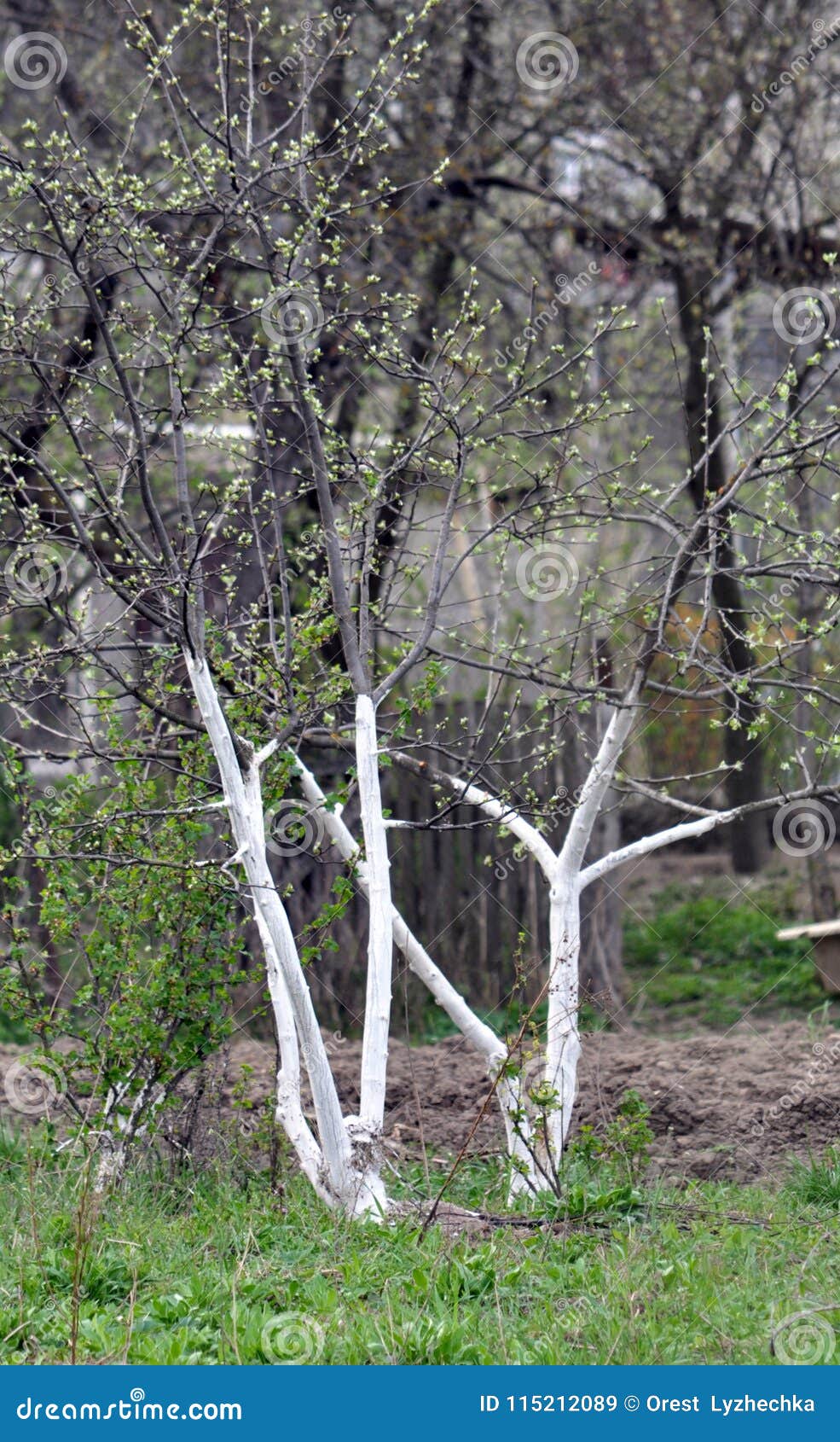 Whitewash Trees in the Fruit Garden Stock Image - Image of spring ...