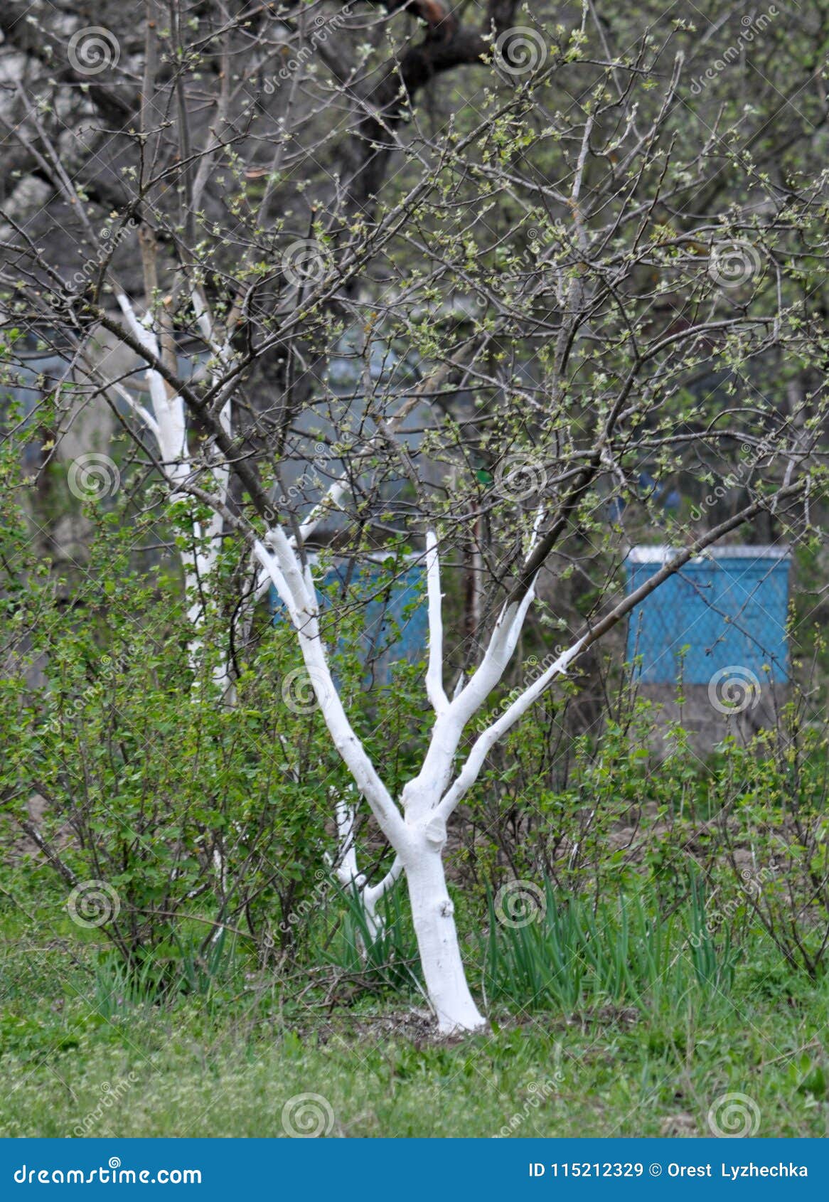 Whitewash Trees in the Fruit Garden Stock Image - Image of beautiful ...