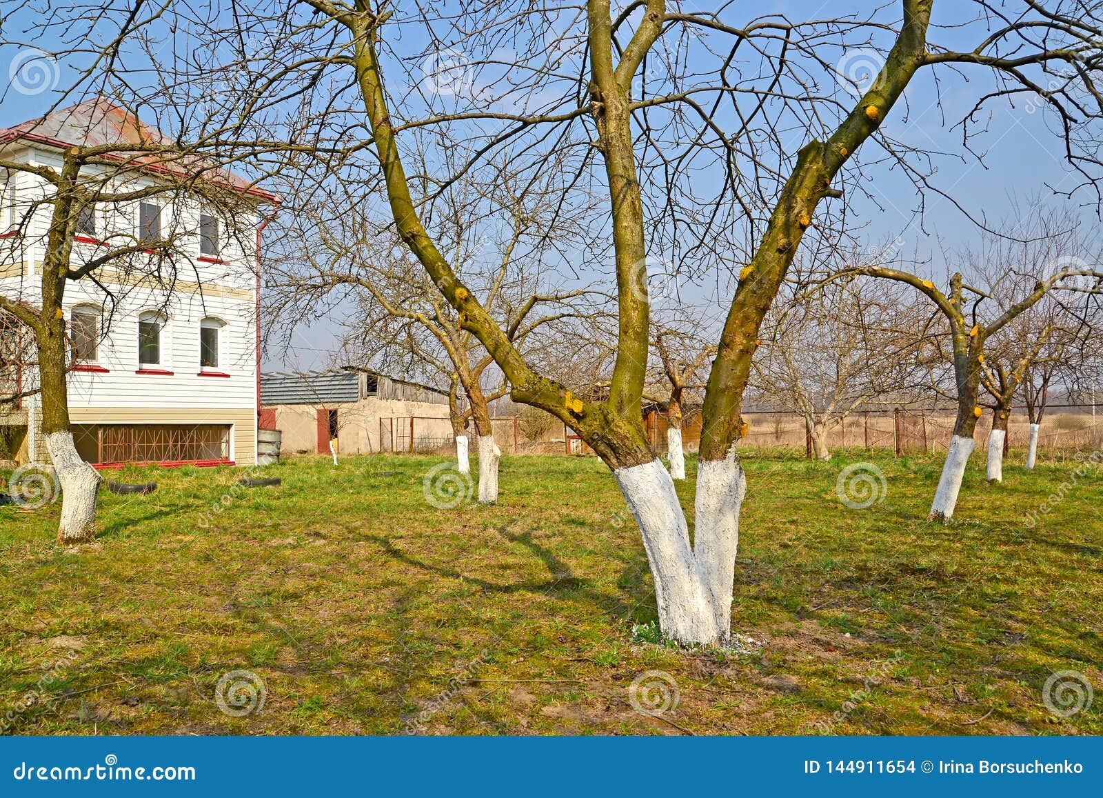The Whitewashed Fruit Trees in a Garden on the Seasonal Dacha. Spring ...