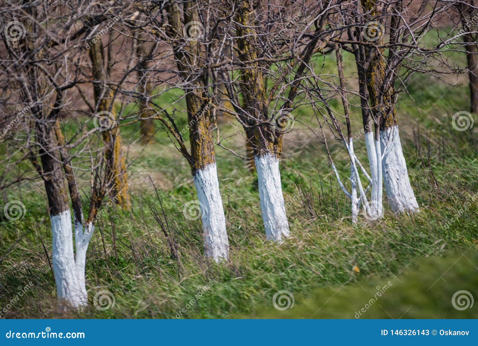 The Whitewashed Fruit Trees in Steppe in Spring Stock Image - Image of ...