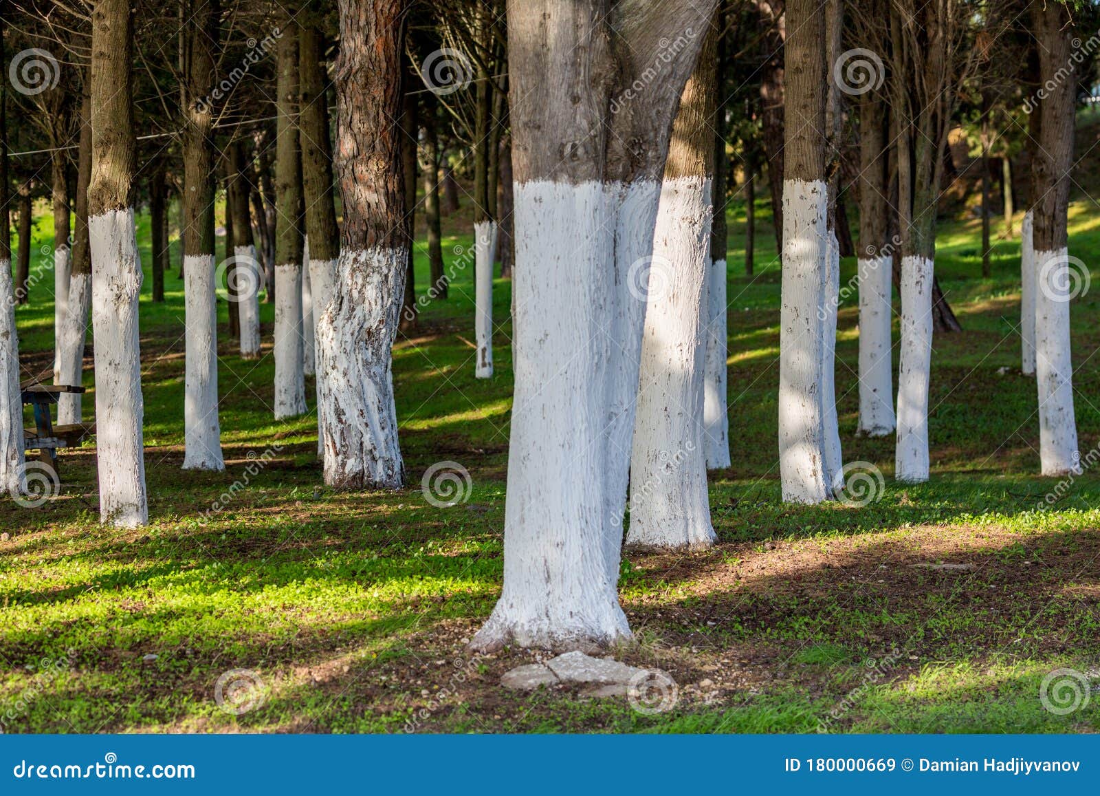 Whitewashed Pine Tree Trunks Stock Image - Image of northern ...
