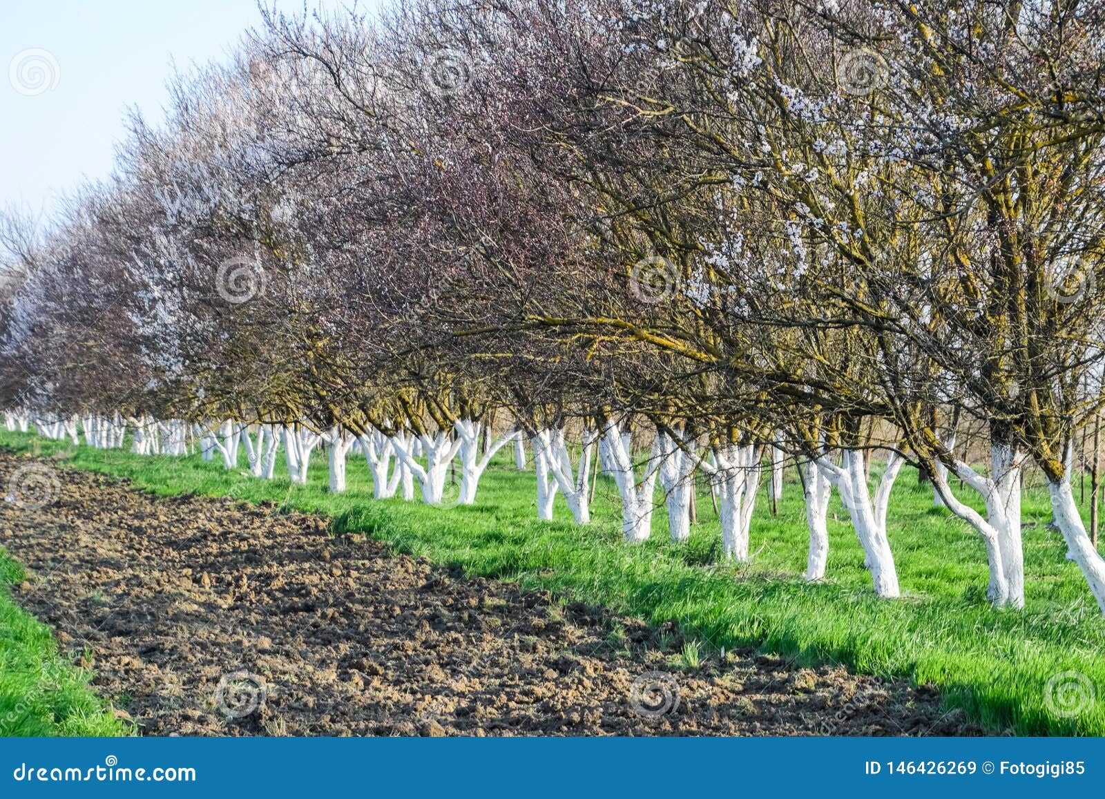Whitewashed Tree Trunks Along the Road. Apricots Along Route with a ...