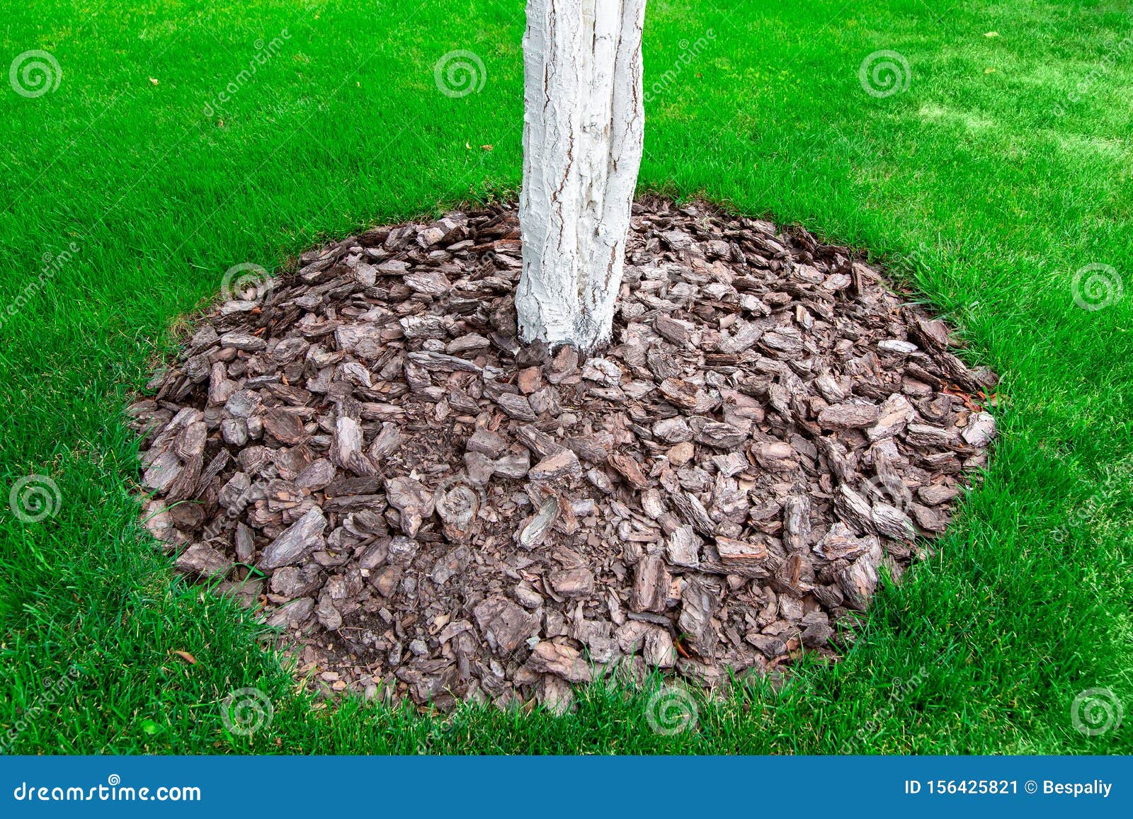 Whitewashed Tree Trunks Mulching a Bark of a Tree Trunk. Stock Image ...