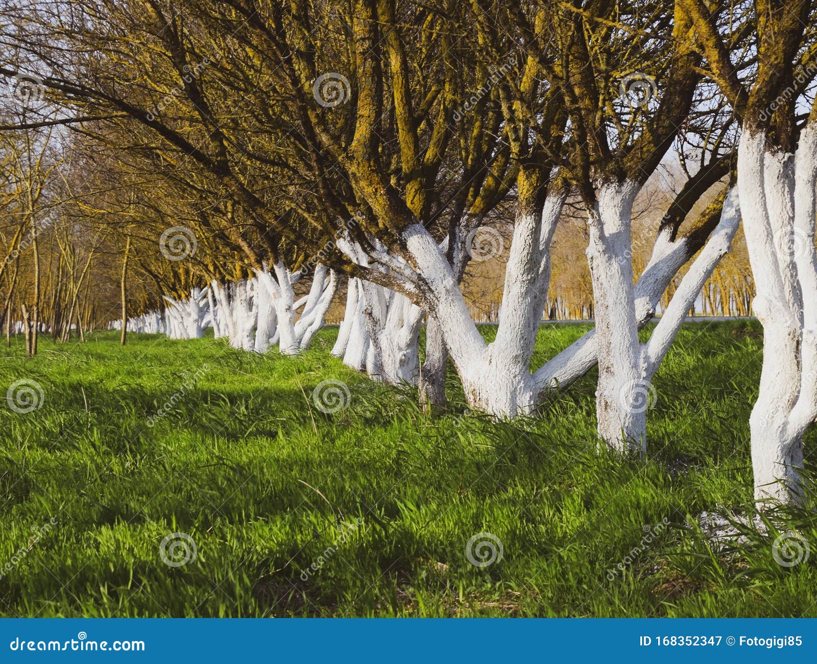 Whitewashed Tree Trunks the Road. Apricots Along Route Wit Stock Image ...
