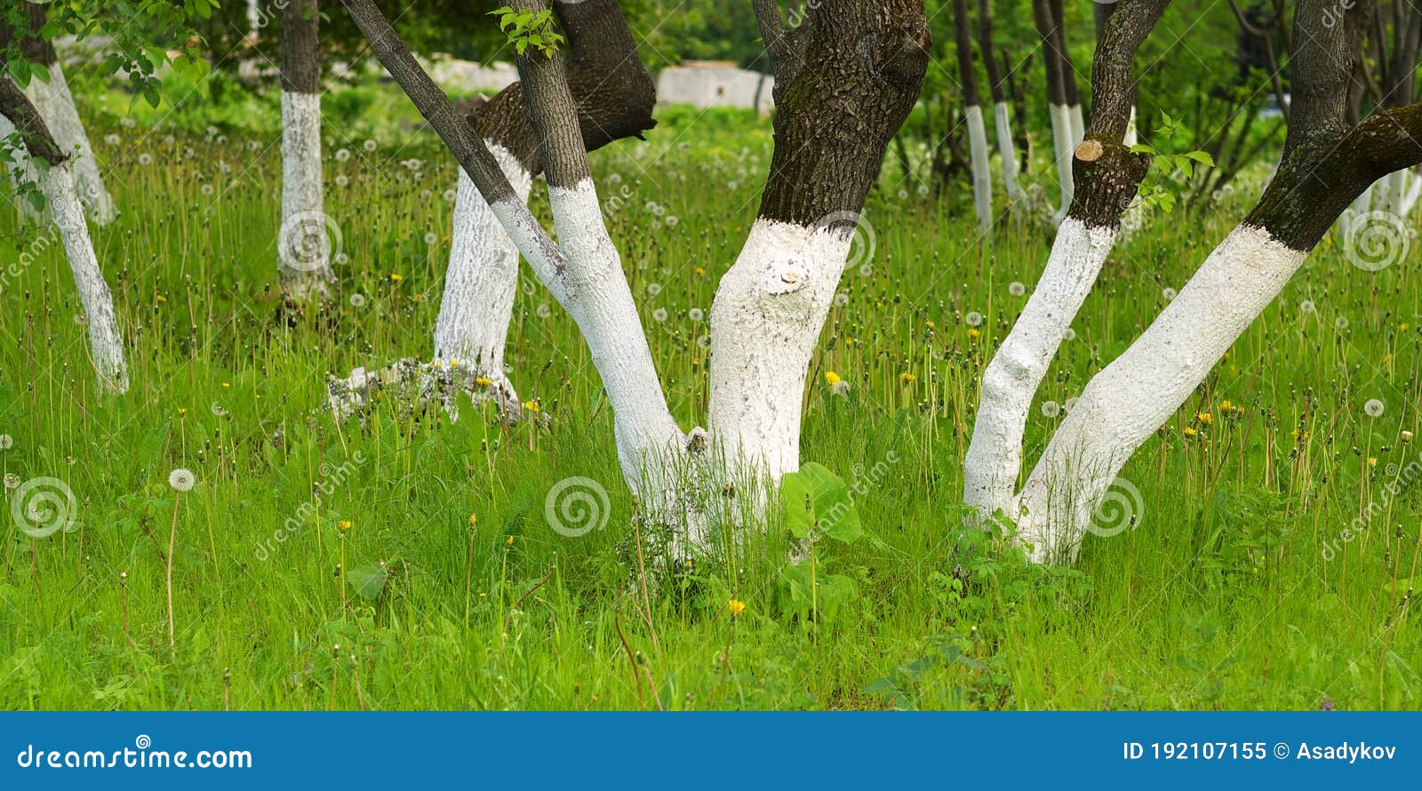 Whitewashed trees in park stock image. Image of prevent - 192107155