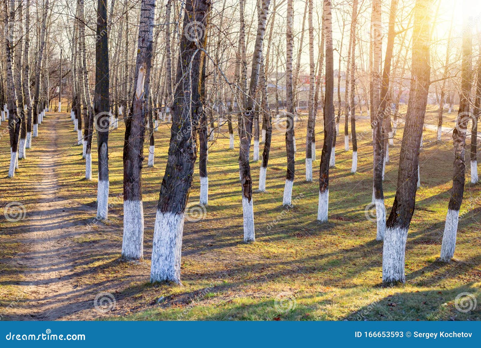 Whitewashed Trees in Park. White-washed Tree Trunks in a Park on Autumn ...