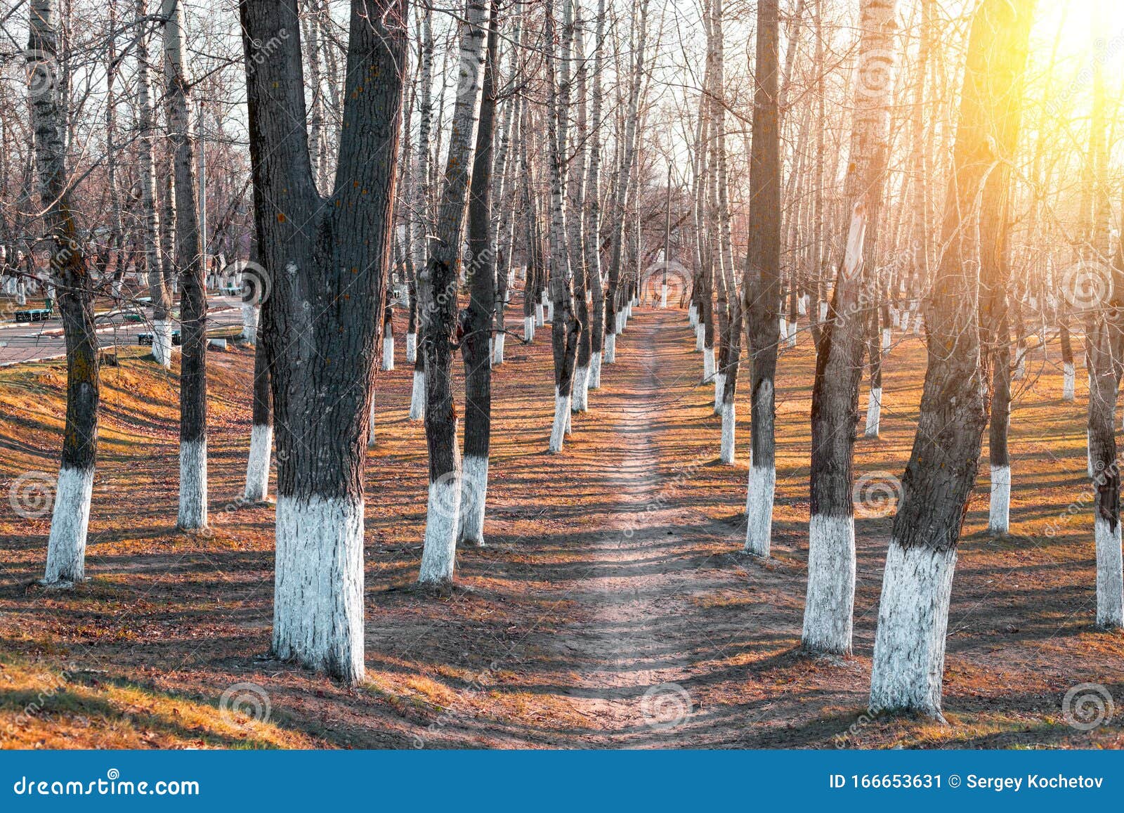 Whitewashed Trees in Park. White-washed Tree Trunks in a Park on Autumn ...