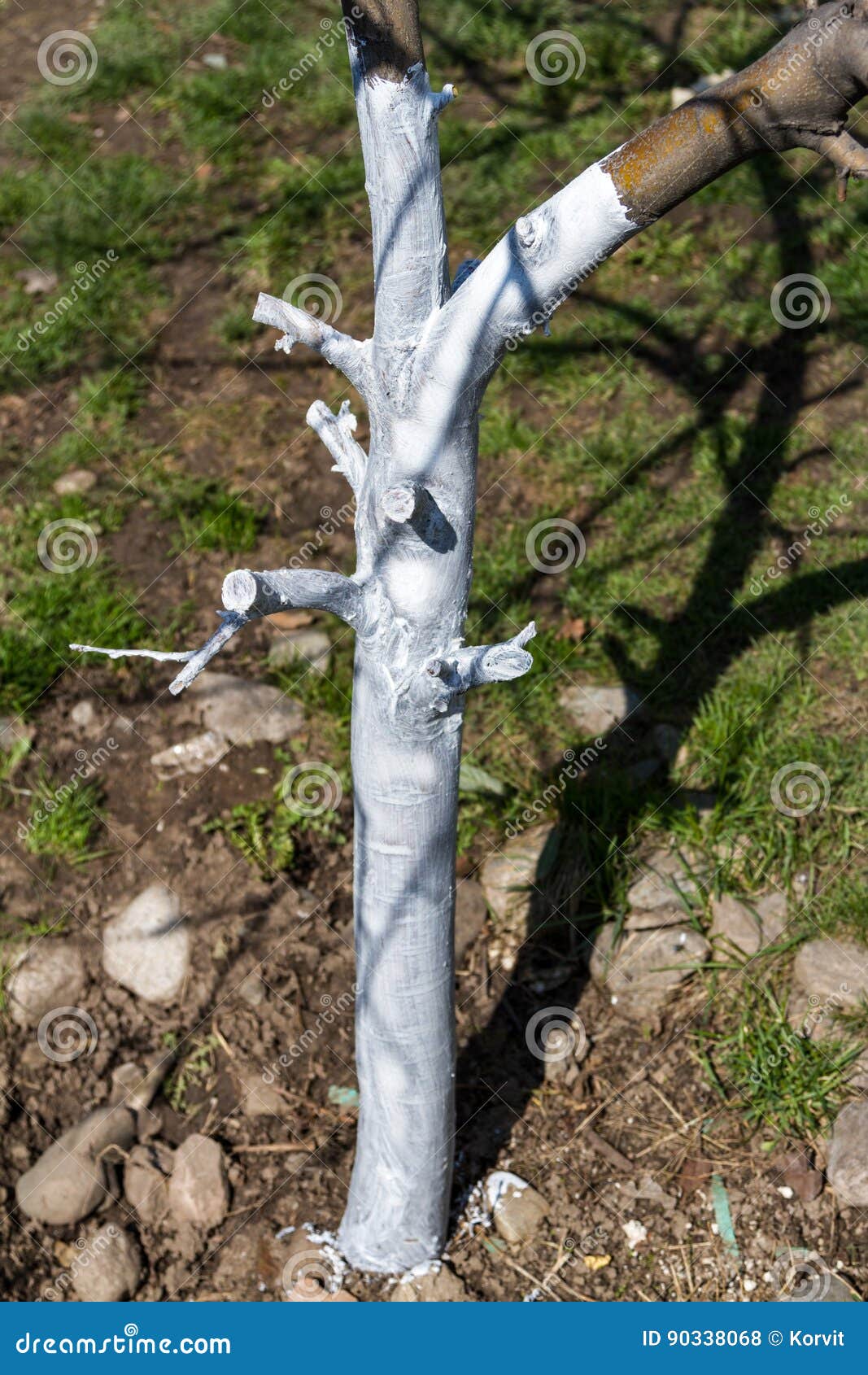 Whitewashed Trunk of a Young Apple Tree Stock Photo - Image of ...