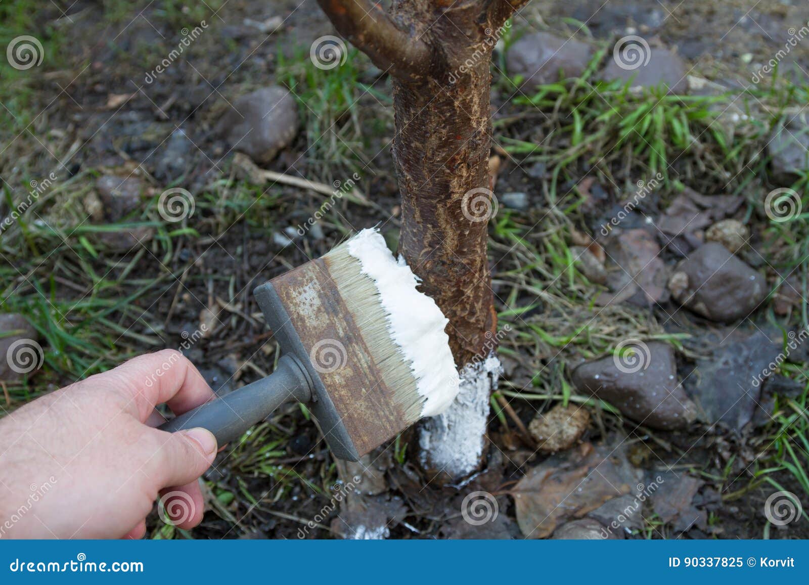 Whitewashing of Trees with a Lime Brush Stock Image - Image of seasonal ...