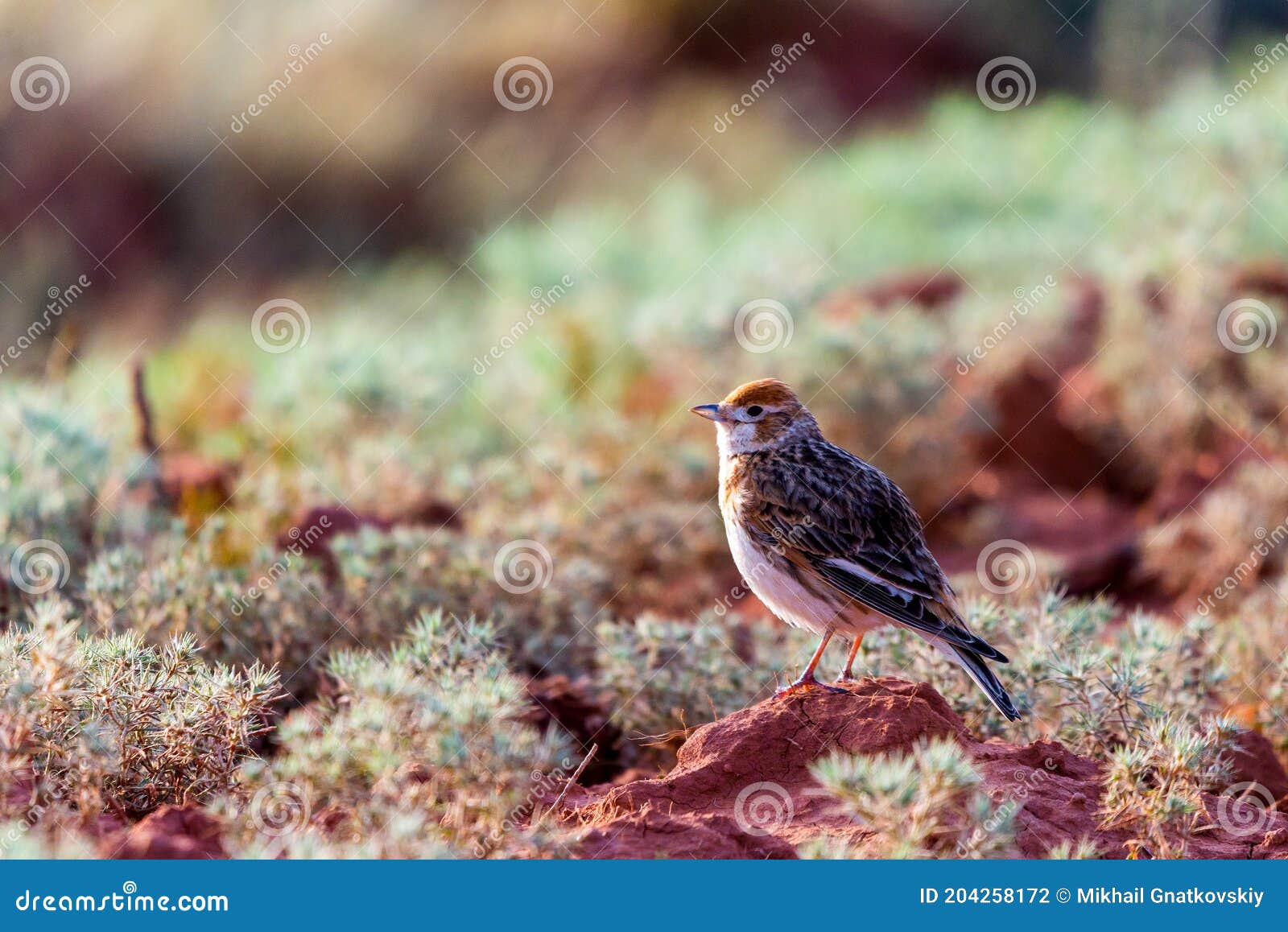 Whitewinged Lerche Oder Alauda Leucoptera Sitzt Auf Dem Boden Stockfoto ...