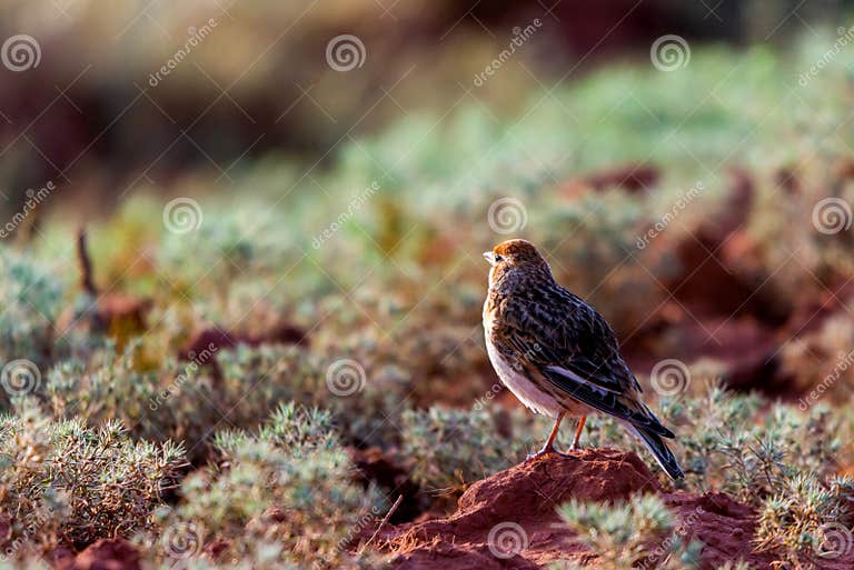 Whitewinged Lerche Oder Alauda Leucoptera Sitzt Auf Dem Boden Stockfoto ...