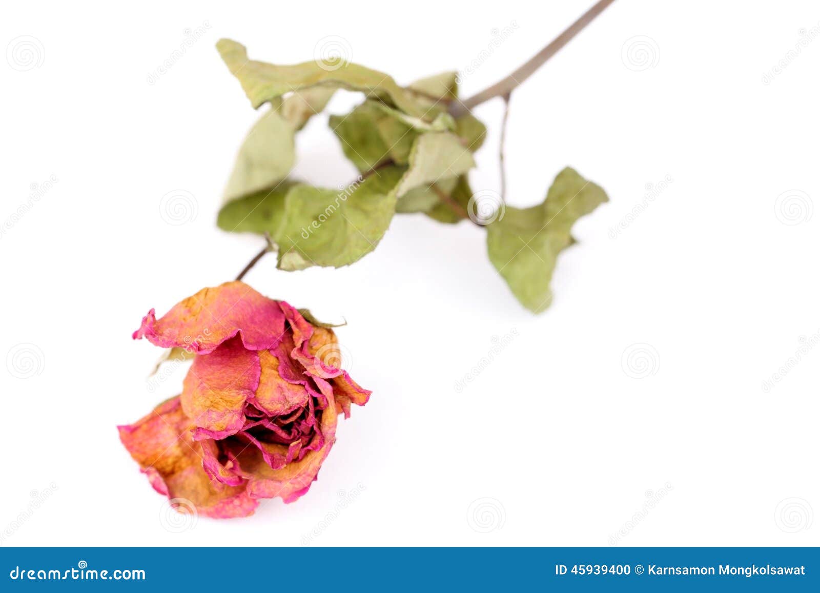 A Whithered Rose Isolated on White Background Stock Photo - Image of ...