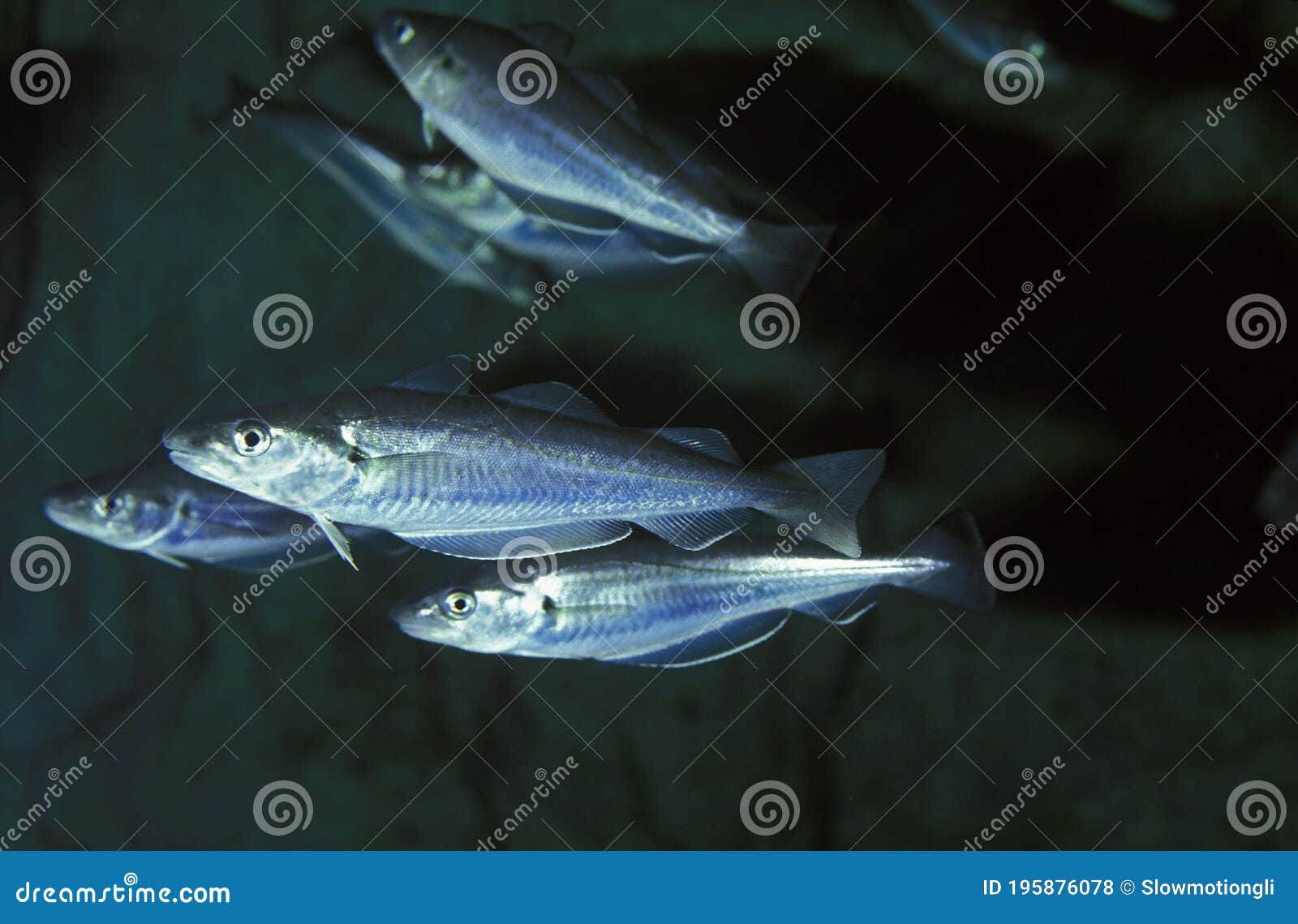 Whiting, Merlangius Merlangus Stock Photo - Image of animal, group ...