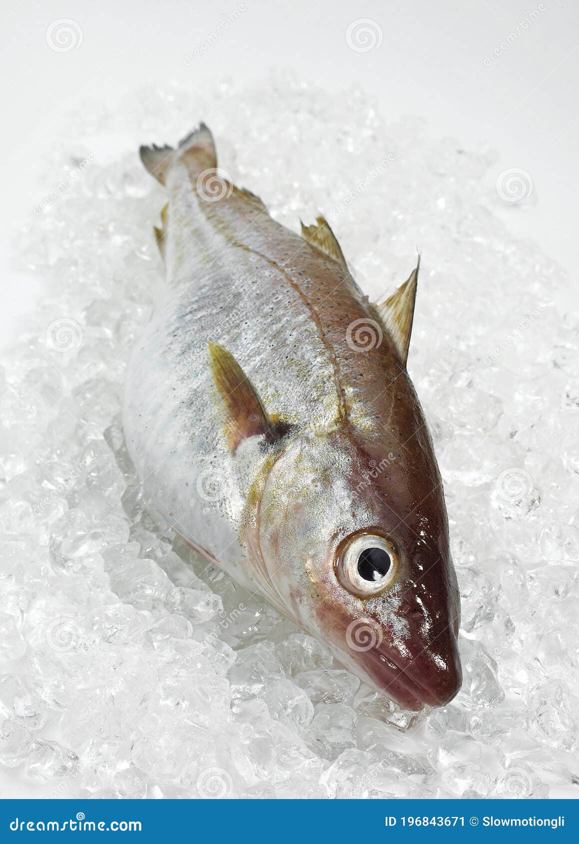 Whiting, Merlangius Merlangus, Fresh Fish on Ice Stock Image - Image of ...
