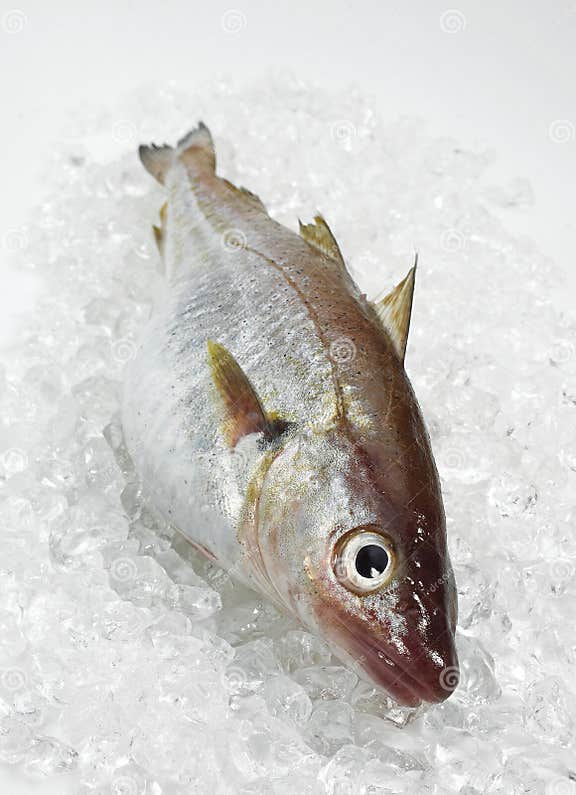 Whiting, Merlangius Merlangus, Fresh Fish on Ice Stock Image - Image of ...