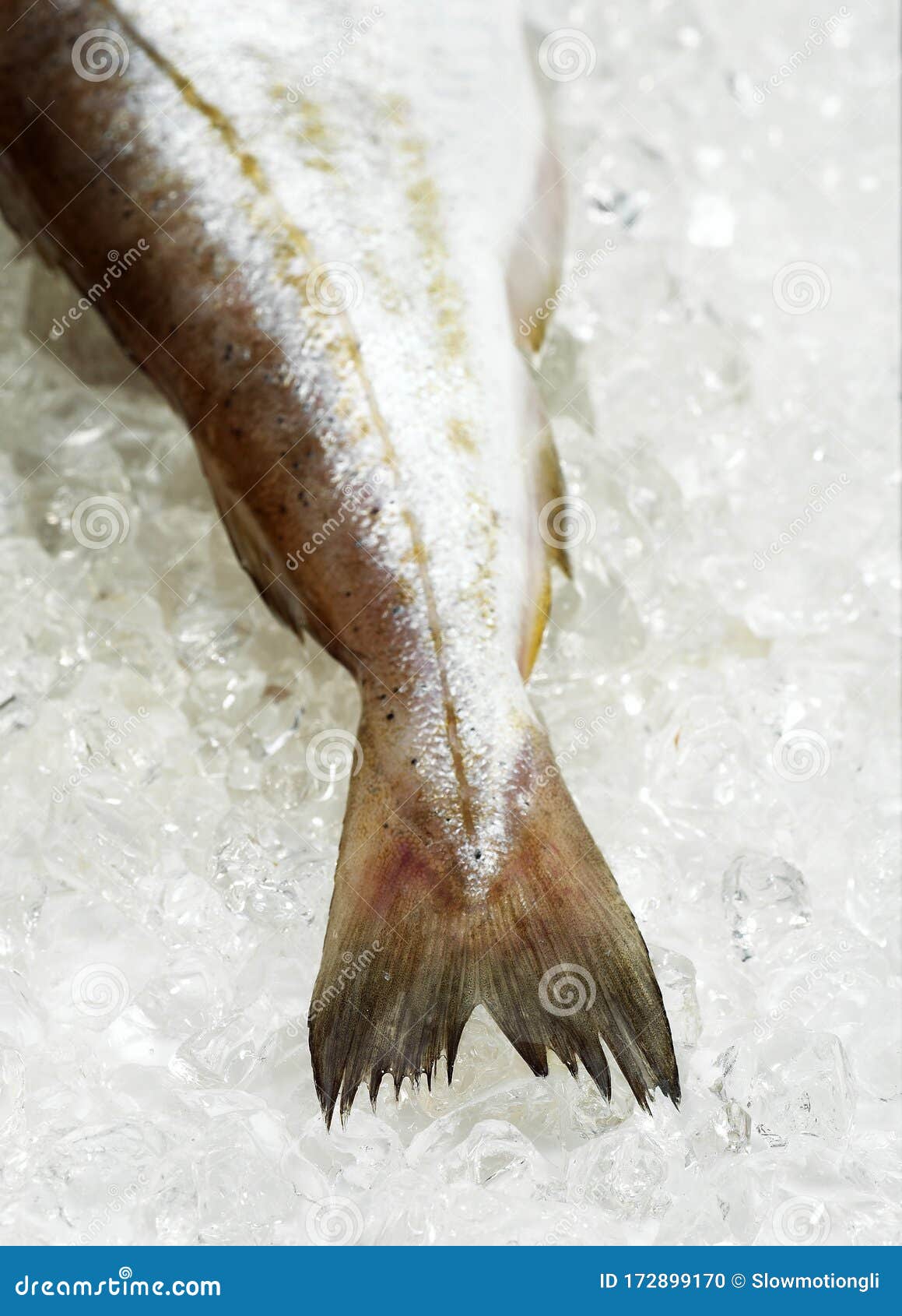 MERLAN stock photo. Image of aquatic, marine, food, animal - 172899170