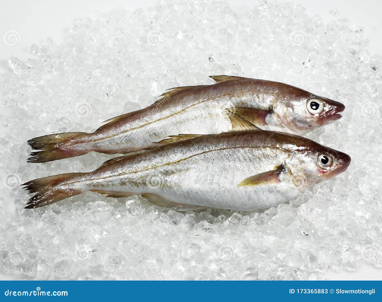 MERLAN stock image. Image of animal, fish, merlangius - 173365883