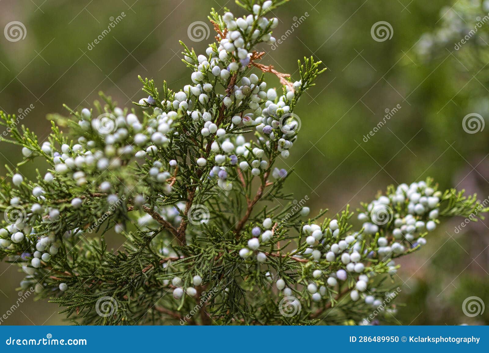 Whitish Blue Cedar Berries - Easter Red Cedar Juniperus Virginiana ...