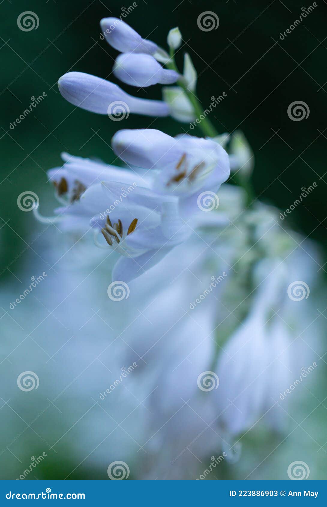 Whitish Blue Flowers with Spike-shaped Inflorescence Stock Image ...