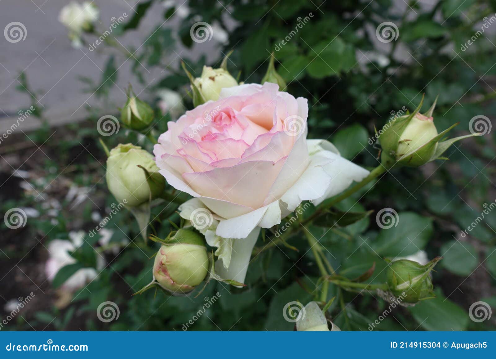 Whitish Pink Flower and Buds of Rose in the Garden Stock Photo - Image ...