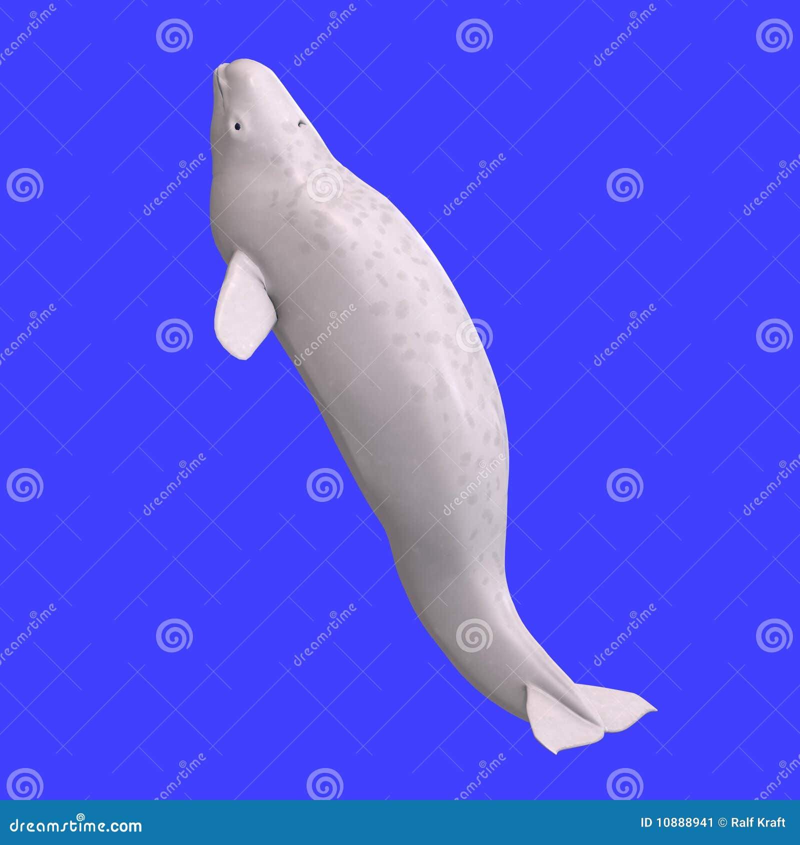 Whitle Juvenilie Beluga Whale Stock Illustration - Illustration of ...