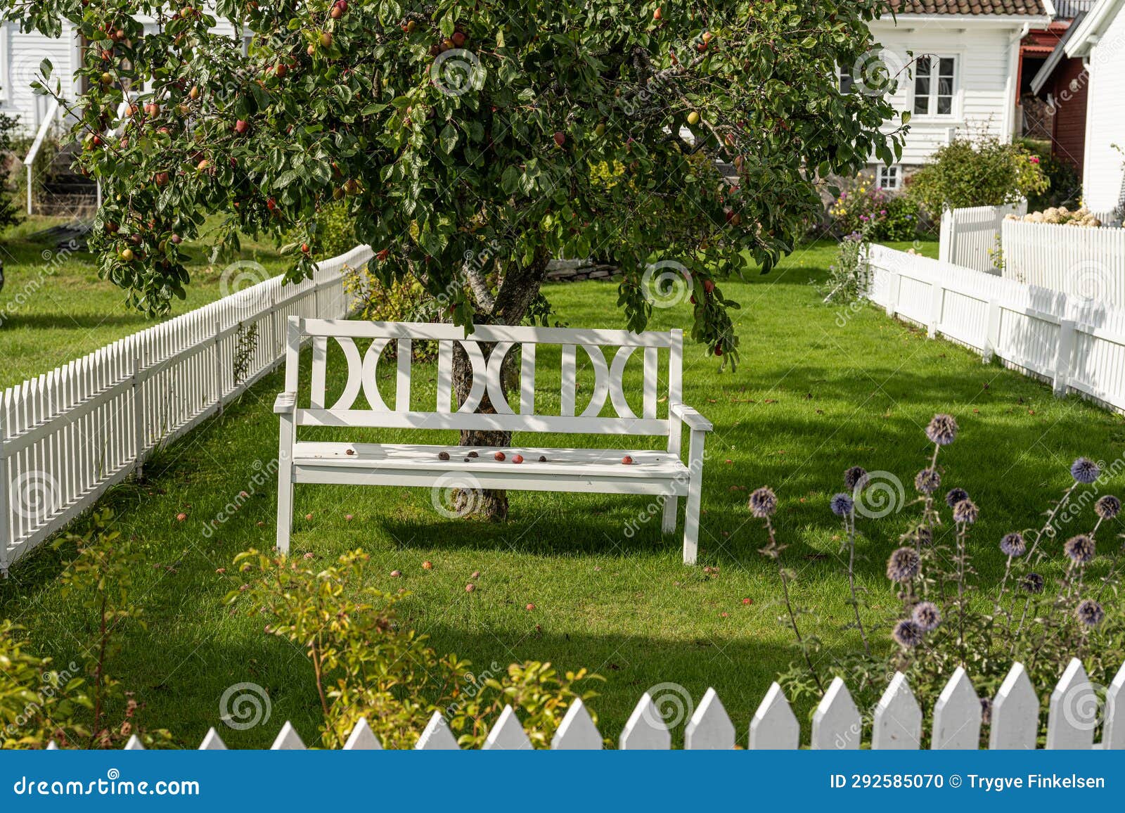 Whiyte Park Bench Under an Apple Tree in a Garden.. Stock Photo - Image ...