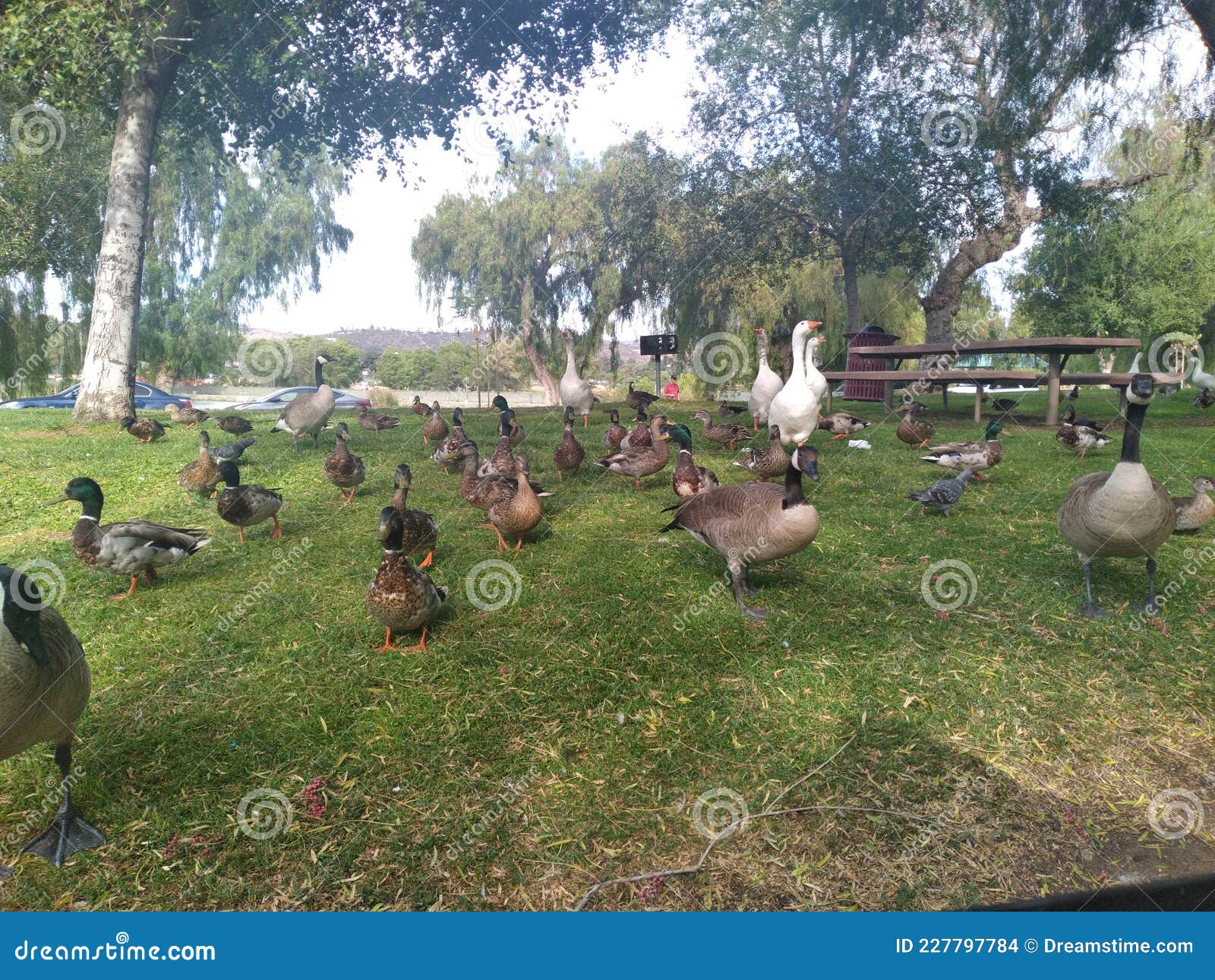 Who let the ducks out stock photo. Image of park, ducks - 227797784