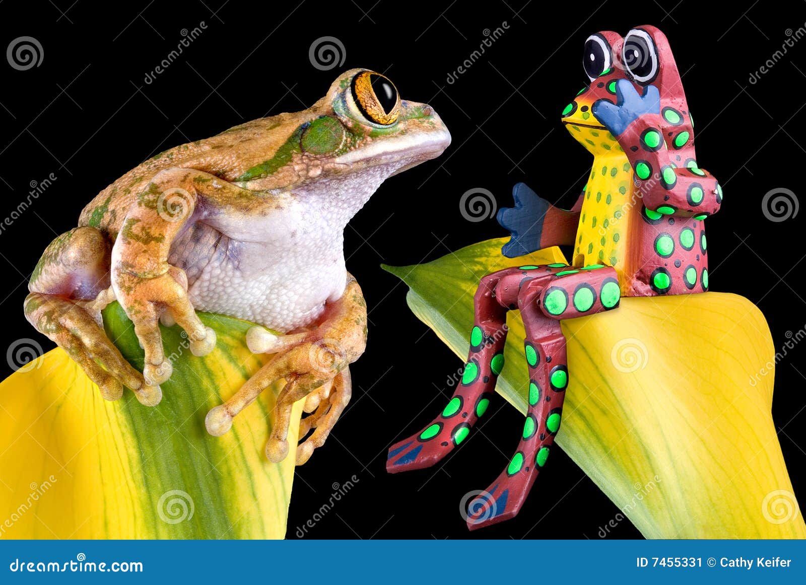 Who is the real frog? stock image. Image of webfoot, animal - 7455331