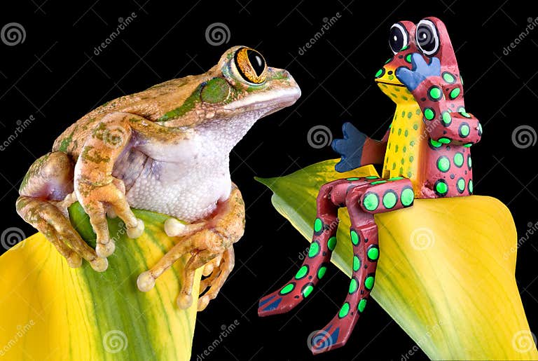 Who is the real frog? stock image. Image of webfoot, animal - 7455331