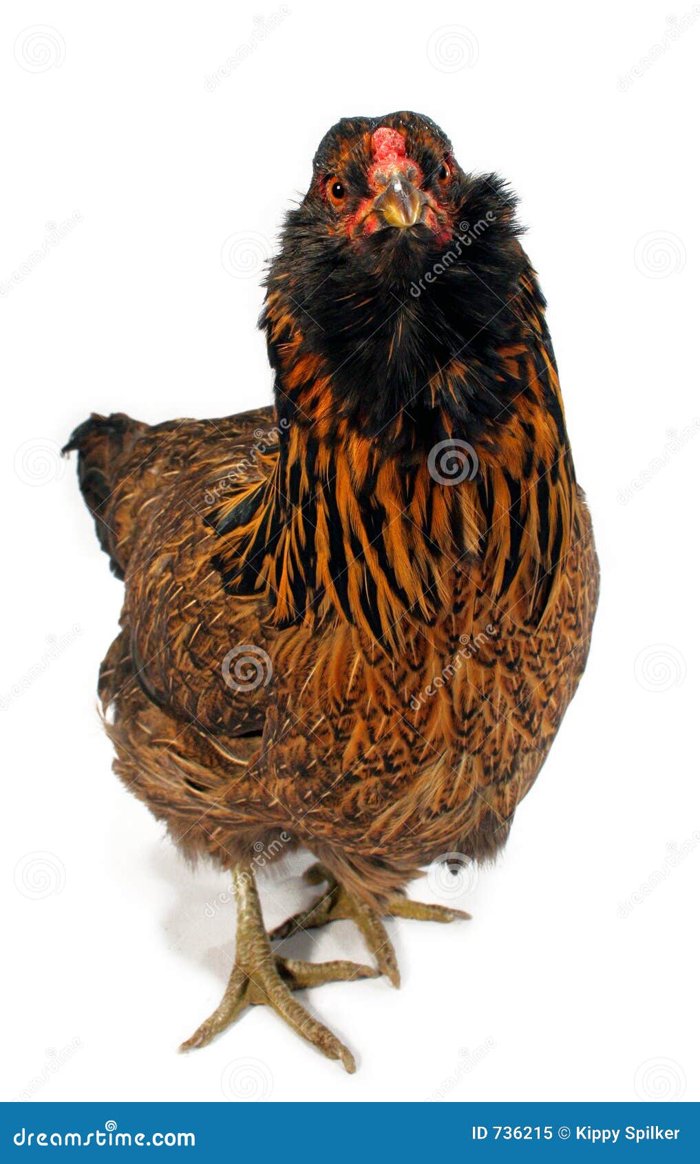 Who You Callin Chicken?! stock image. Image of feather - 736215