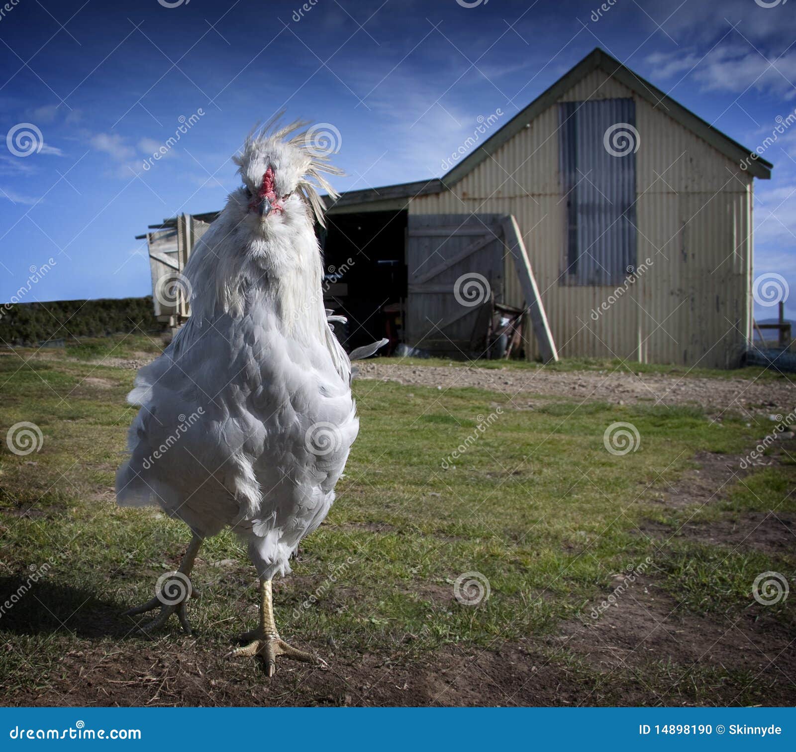 Who are You Calling Chicken! Stock Photo - Image of falklandislands ...