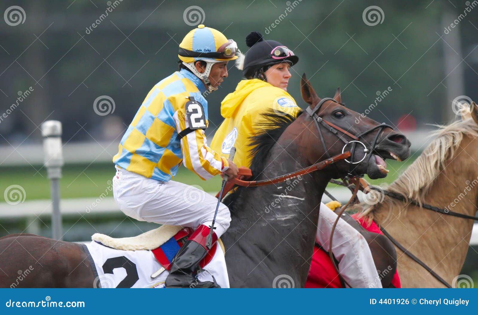Thoroughbred Race Horses Returning To Scale In The Australian Bush ...