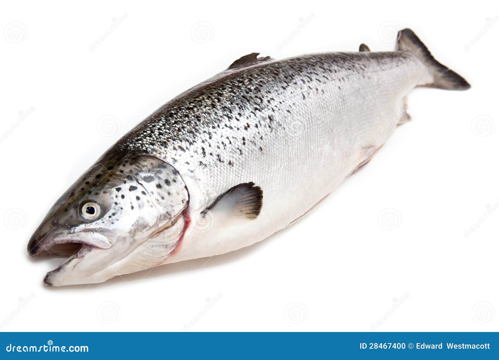 Whole Atlantic Salmon stock photo. Image of scales, open - 28467400