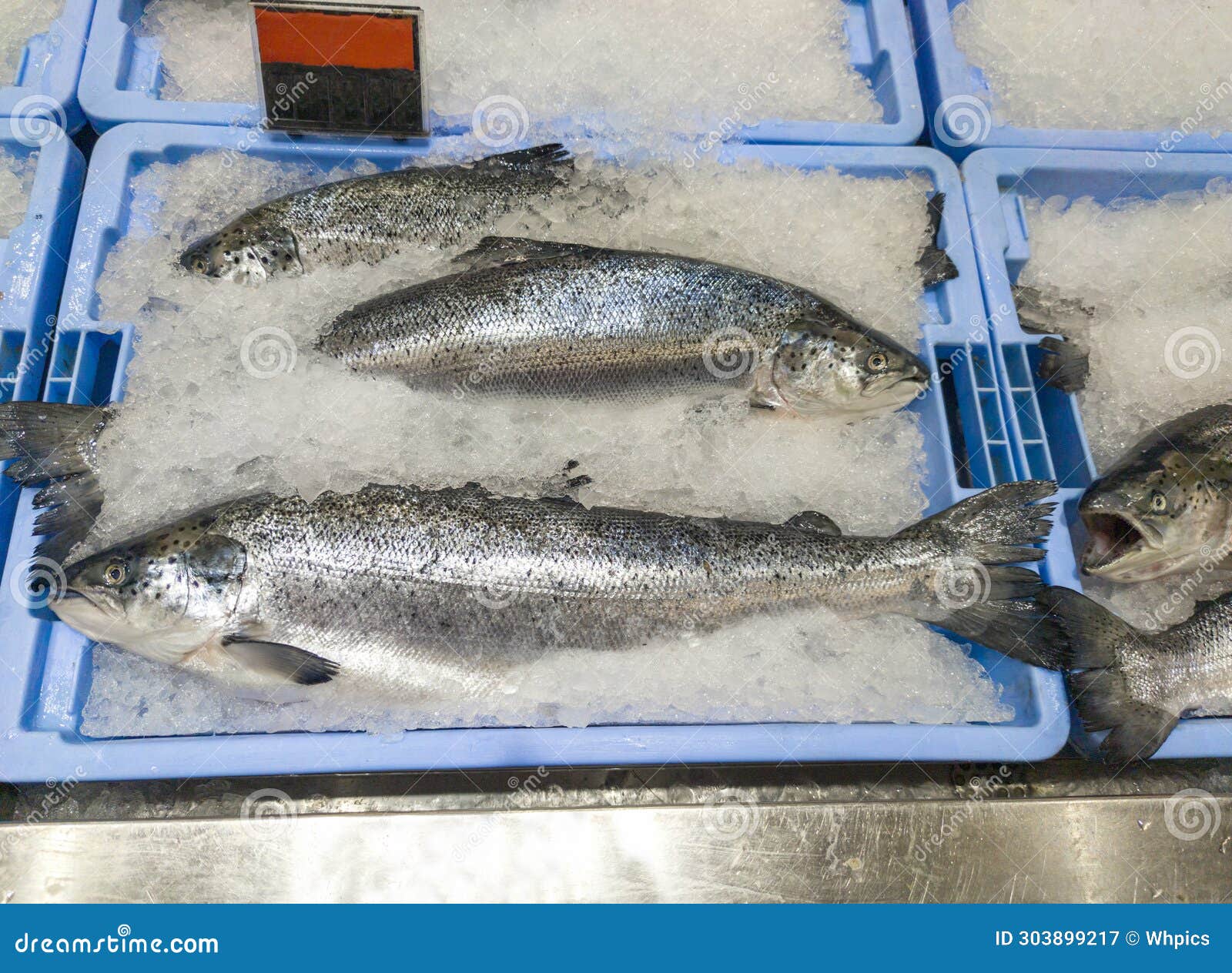 Whole Atlantic Salmon Displayed on the Counter of a Fishmonger Stock ...